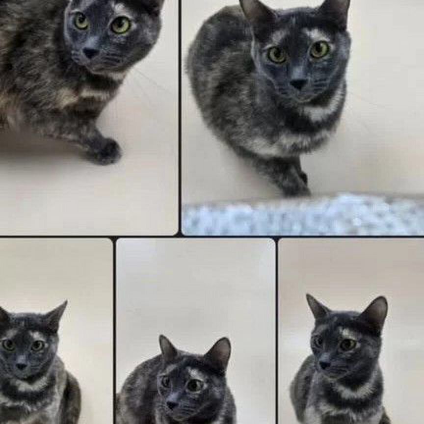 Кошки в добрые руки