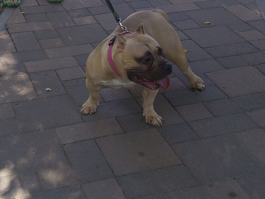 Амбулли micro покет