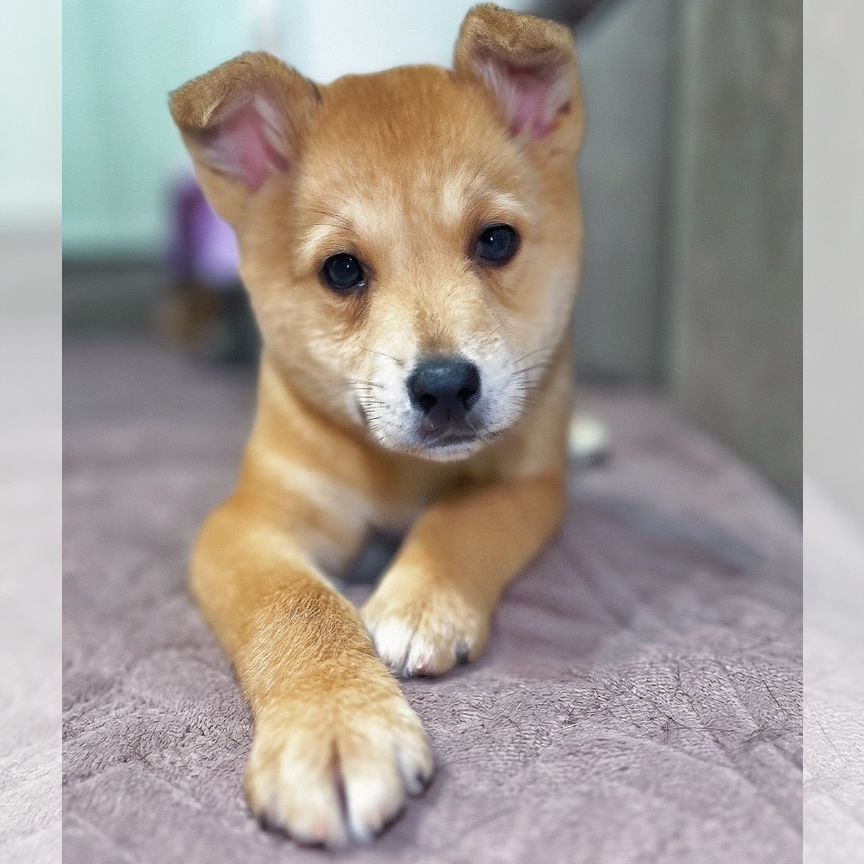 Щенок в добрые руки