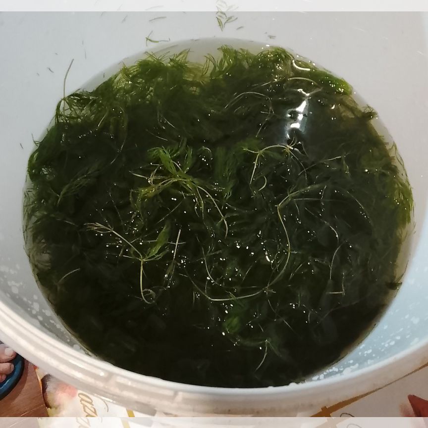 Аквариумное растение