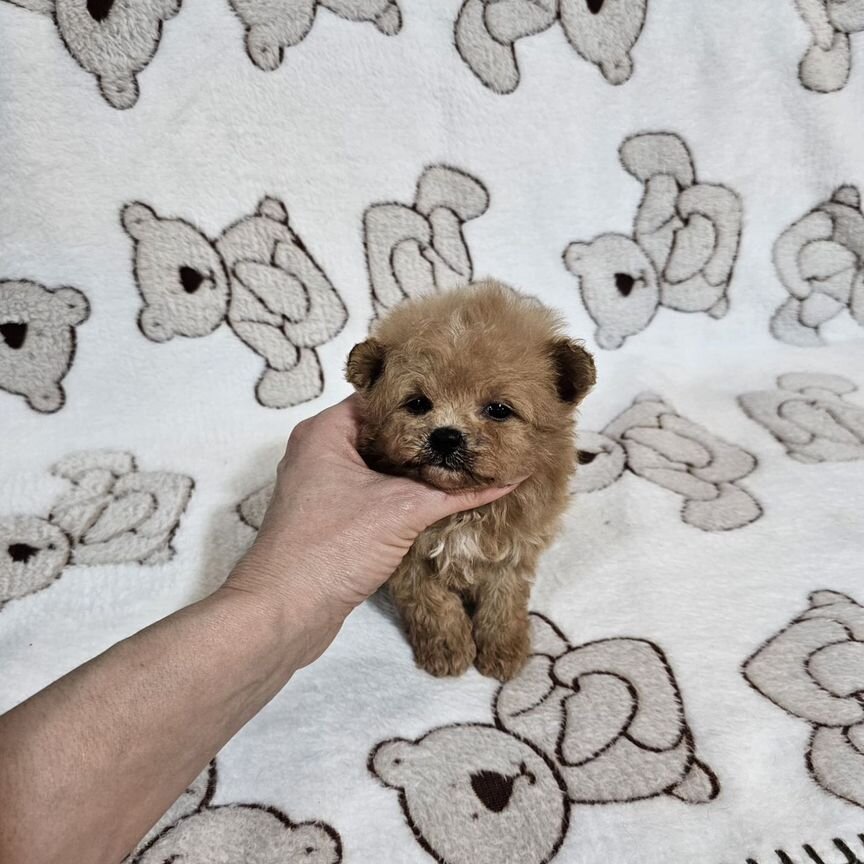 Супер мальчик