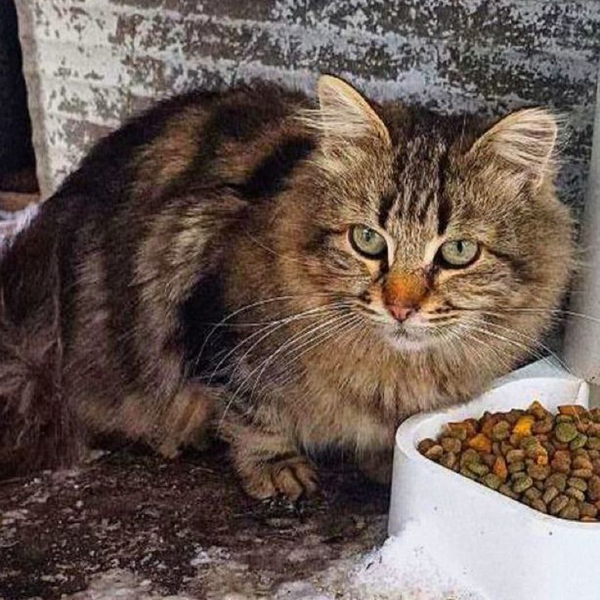 Взрослая, Девочка кошка в добрые руки