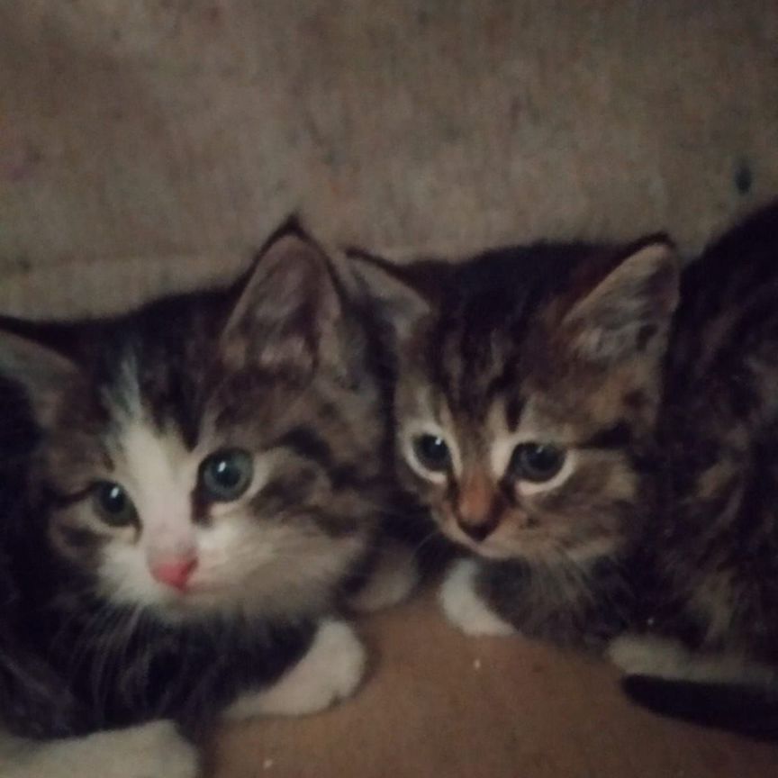 Котята в добрые руки