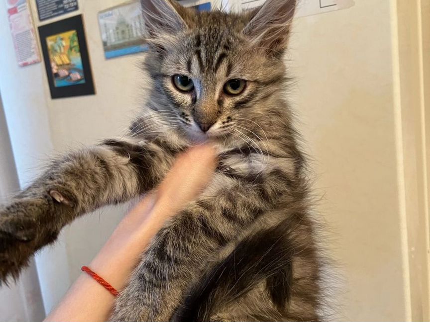 Котенок в добрые руки