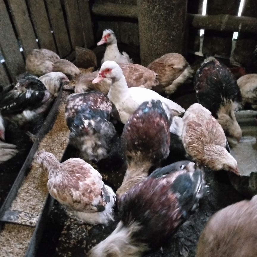 Петухи породы фавероль