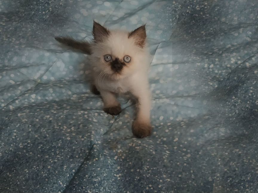 Гималайский персидский котенок