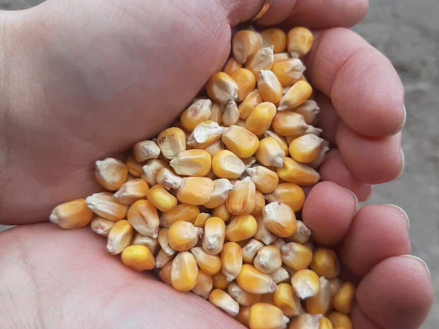 Кукуруза зерно