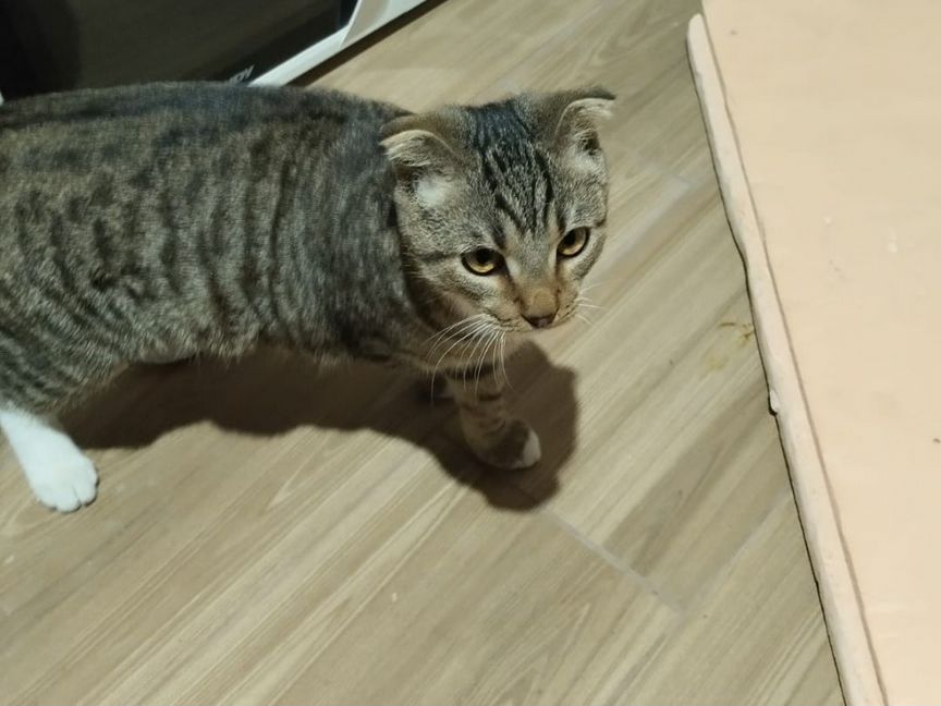Отдам Кота 6-7мес