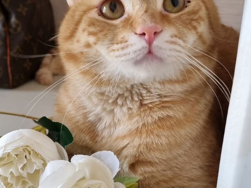 Рыжий кот Антошка