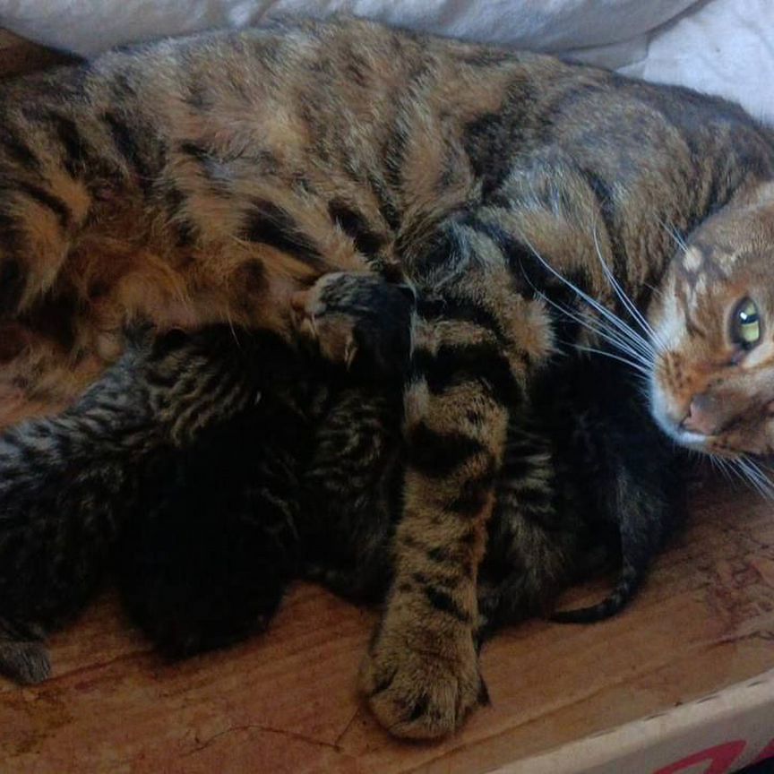 Бенгальские котята