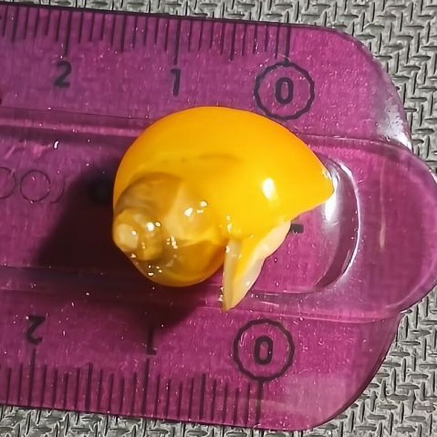 Улитки ампулярии желтые