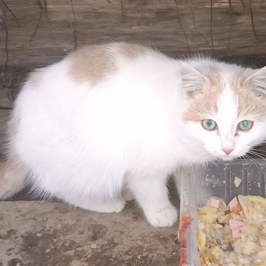 Котёнок в добрые руки