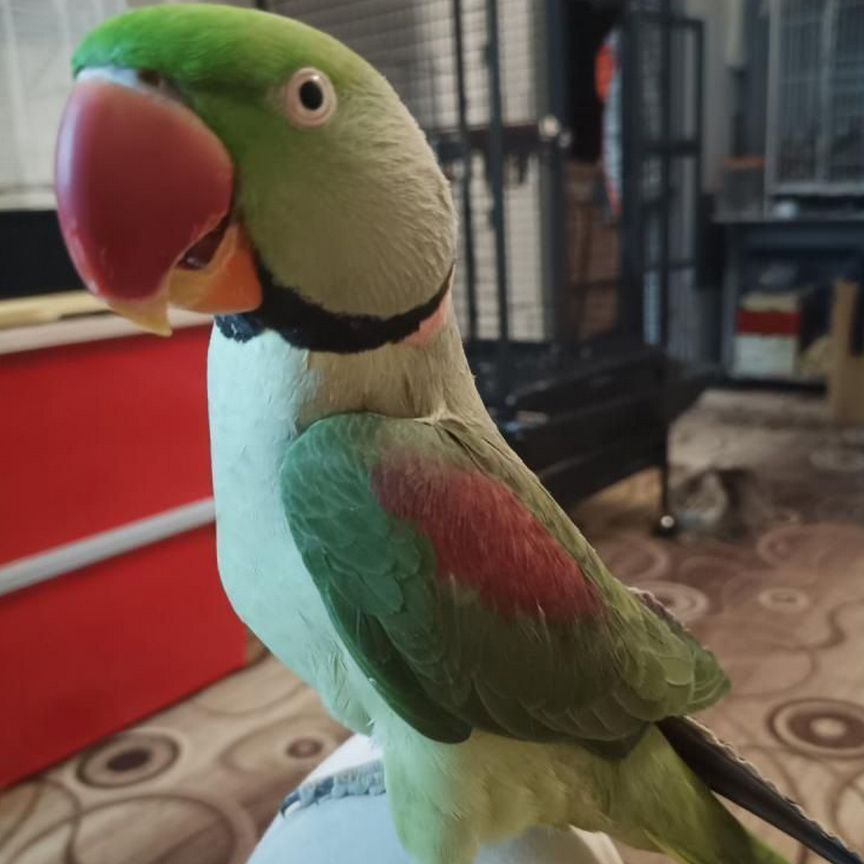 Александрийский попугай Самец