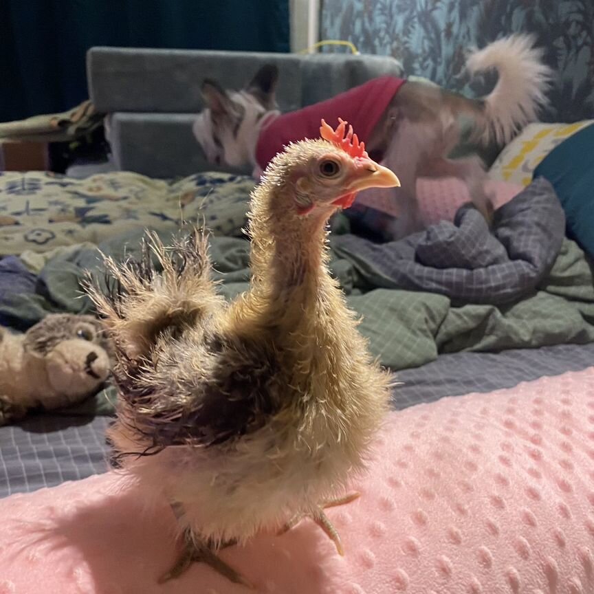 Малайзийская серама (курочки)