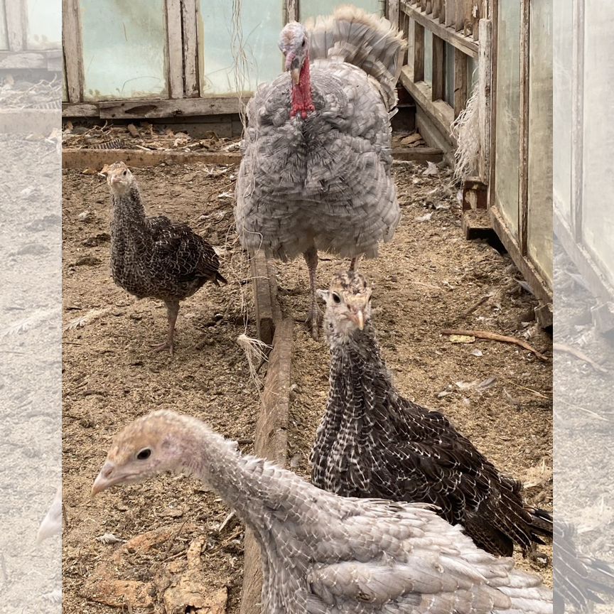 Индюшка с индюшатами