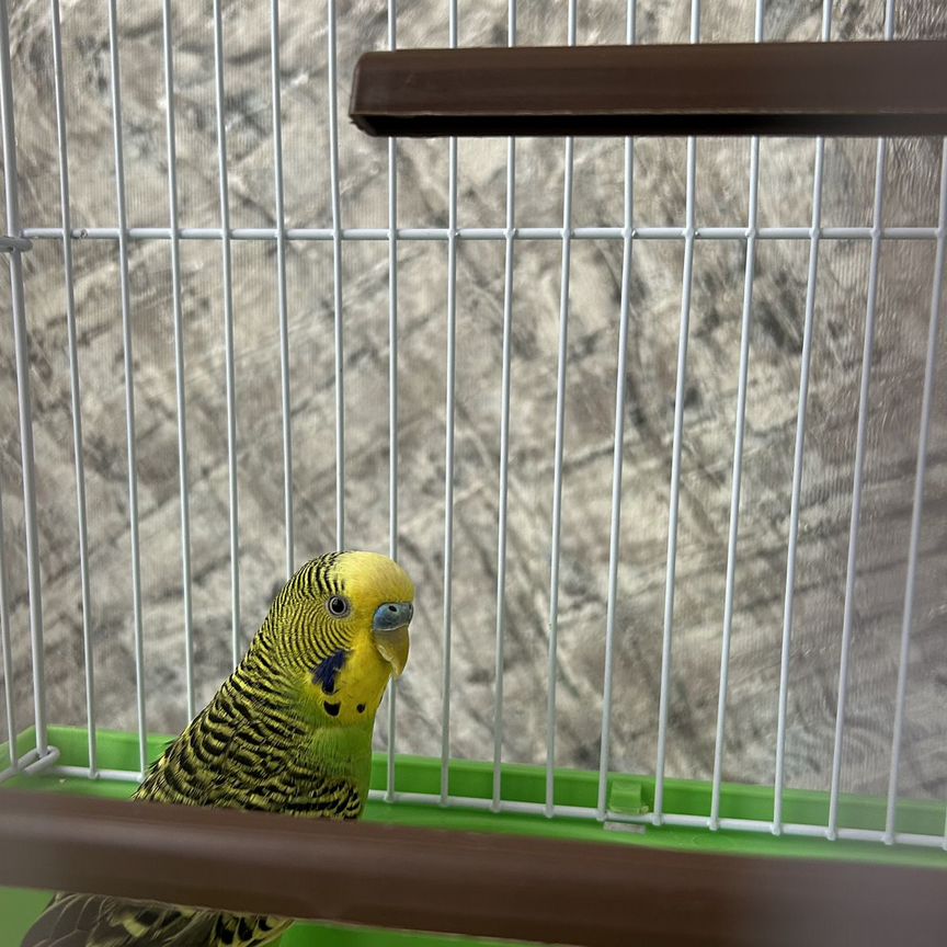 Волнистый попугай с клеткой