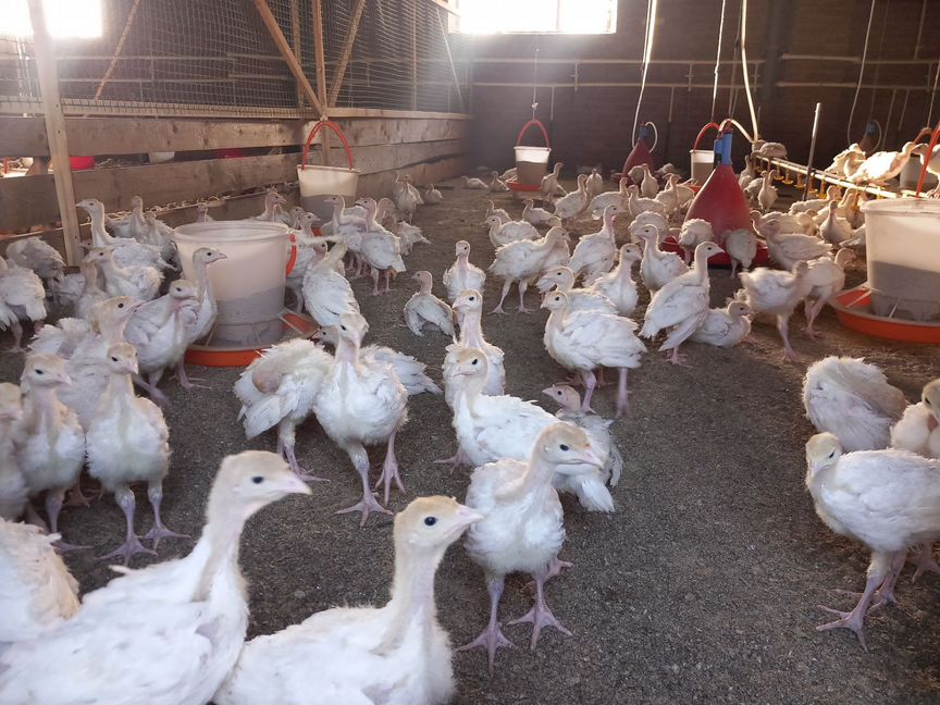 Индюшата хайбрид конвертер