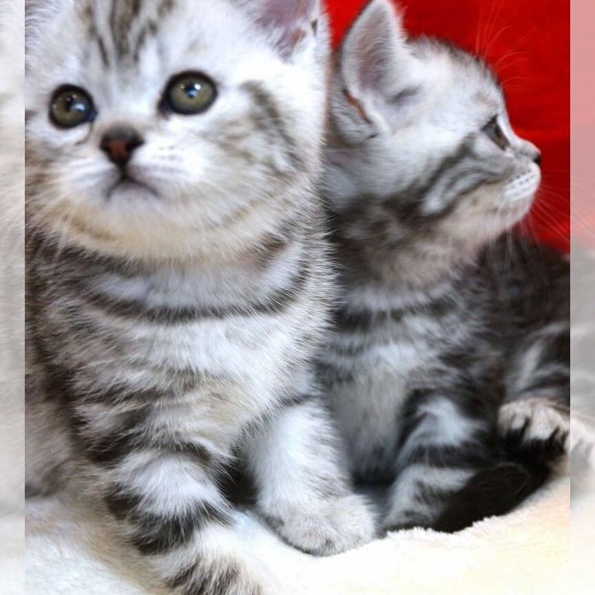 Британский короткошёрстный котёнок