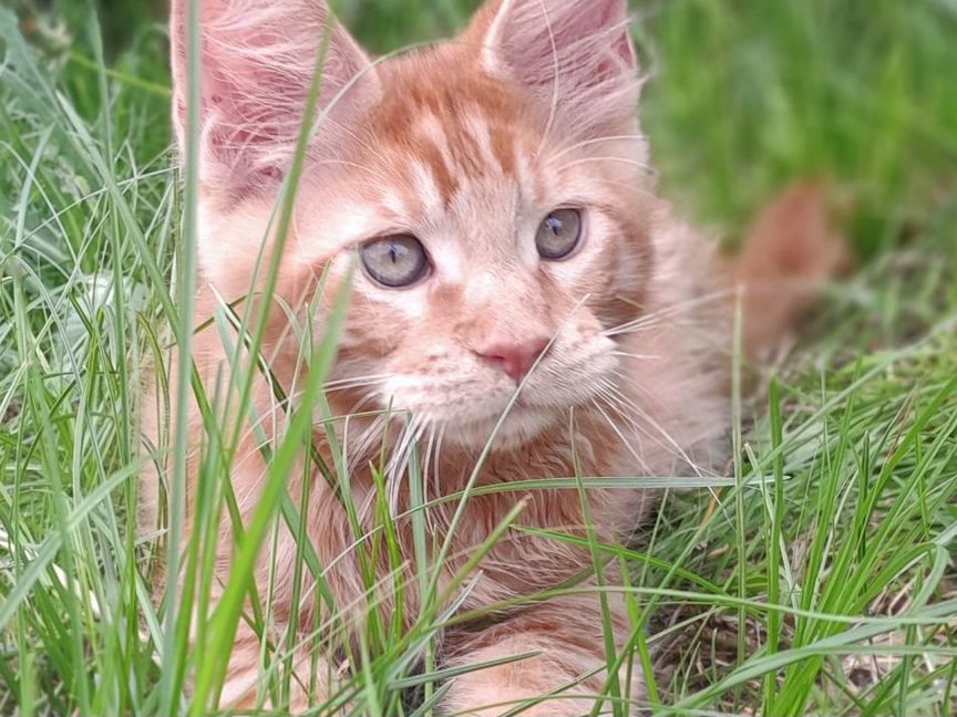 Котята мейн-кун полидакт