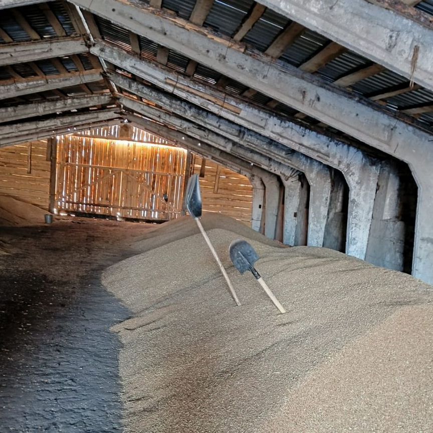 Зерно пшеница ячмень