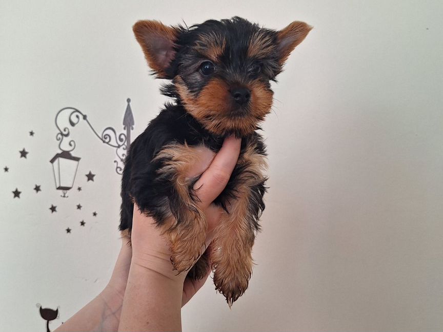 Йоркширский терьер щенки