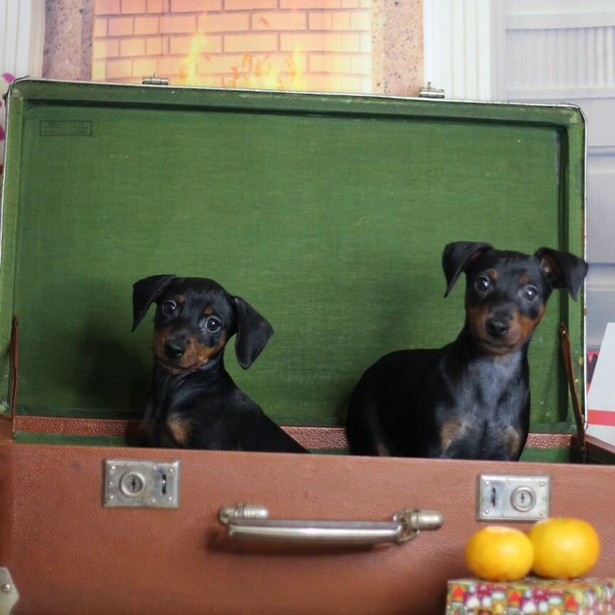 Цвергпинчеры