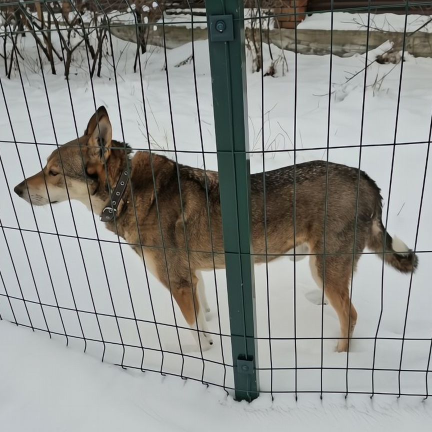 Взрослая собака в добрые руки