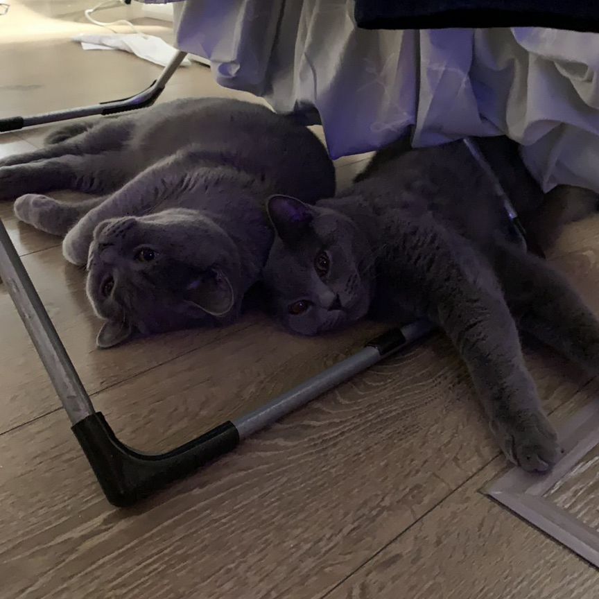 Британцев в добрые руки