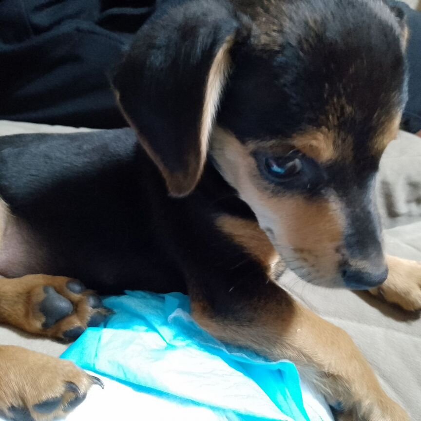 Отдам в добрые руки