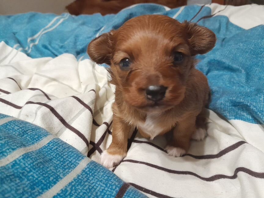 Собака(девочка)