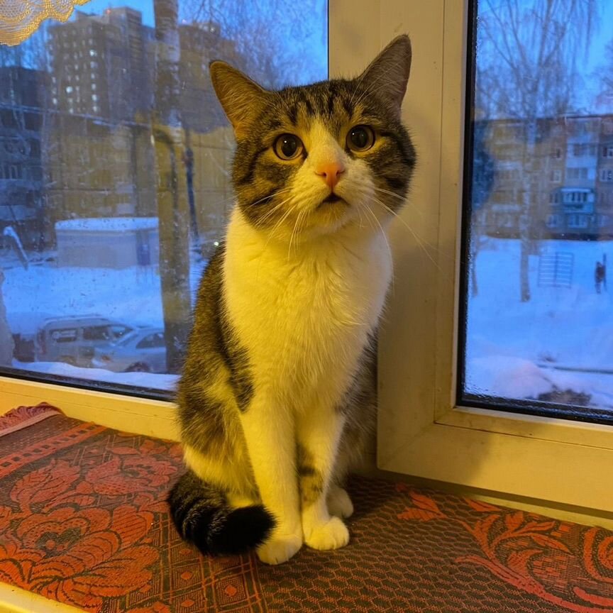 Кот в доьрые руки