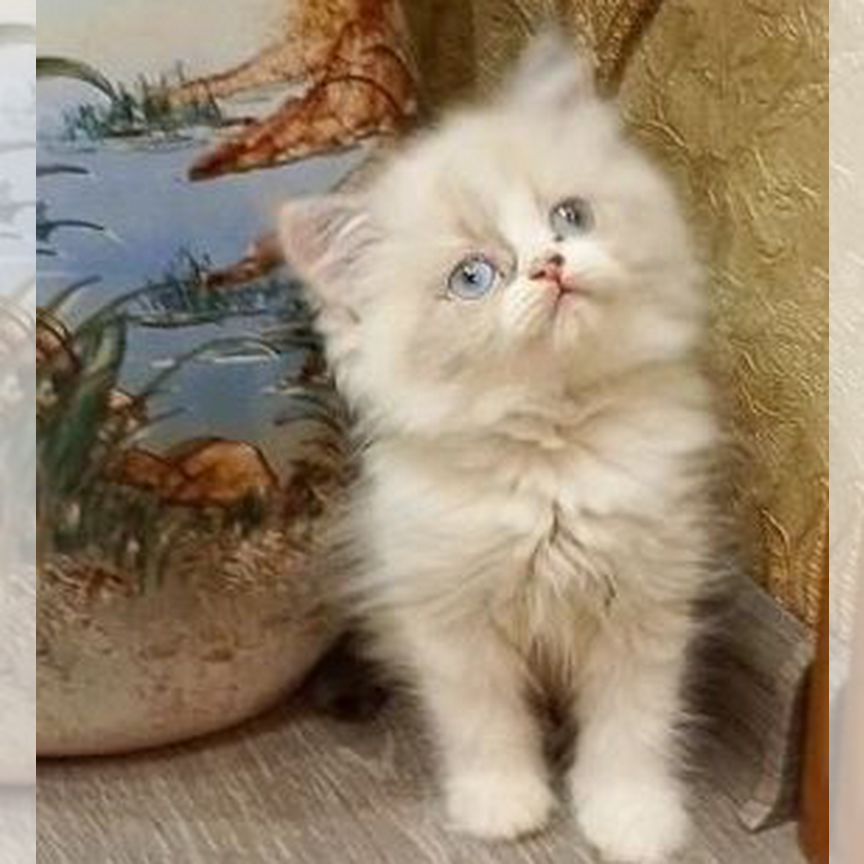 Шотландский прямоухий длинношёрстный котёнок