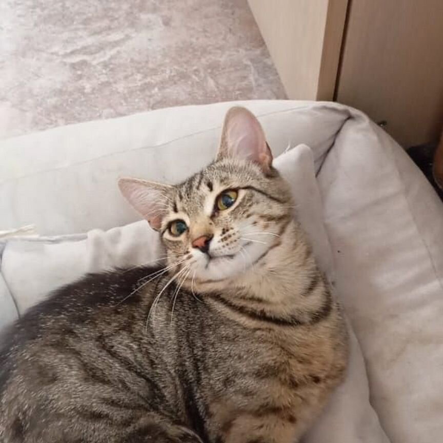 Котенок