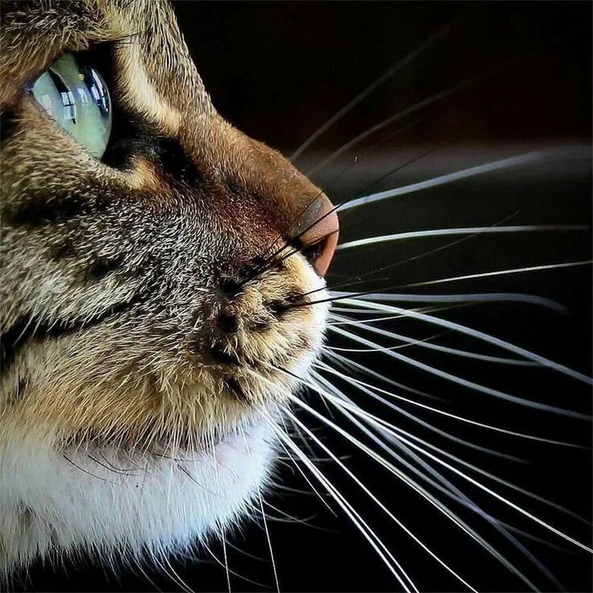 Кошачьи усы