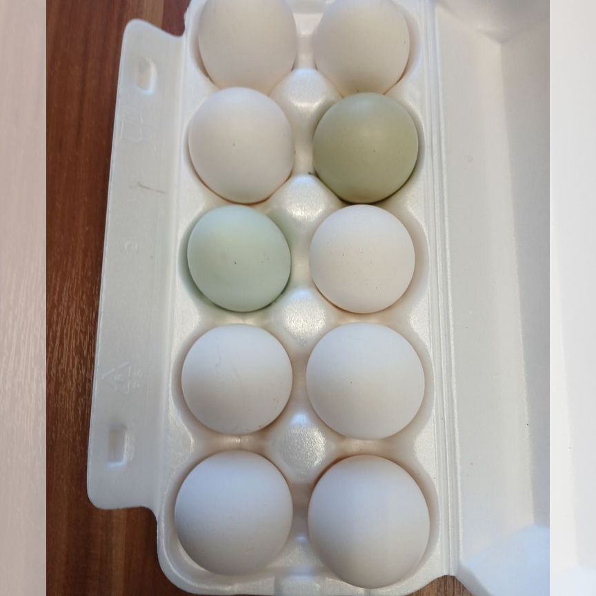 Домашние куриные яйца