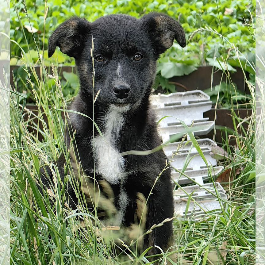 Щенок в добрые руки