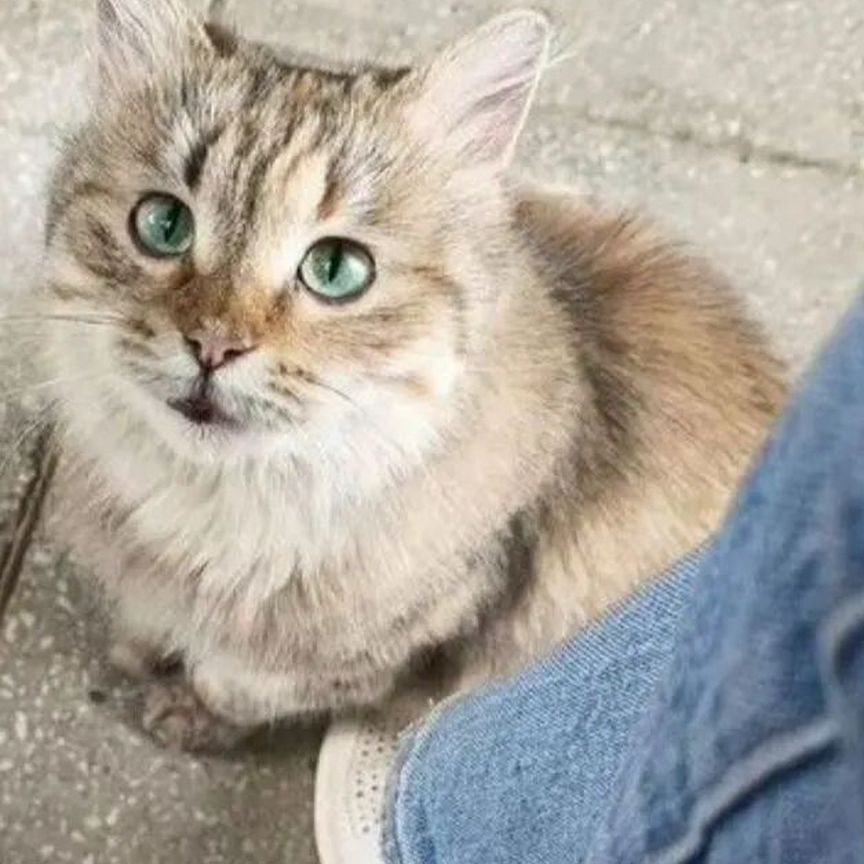 Кошечка в добрые руки бесплатно