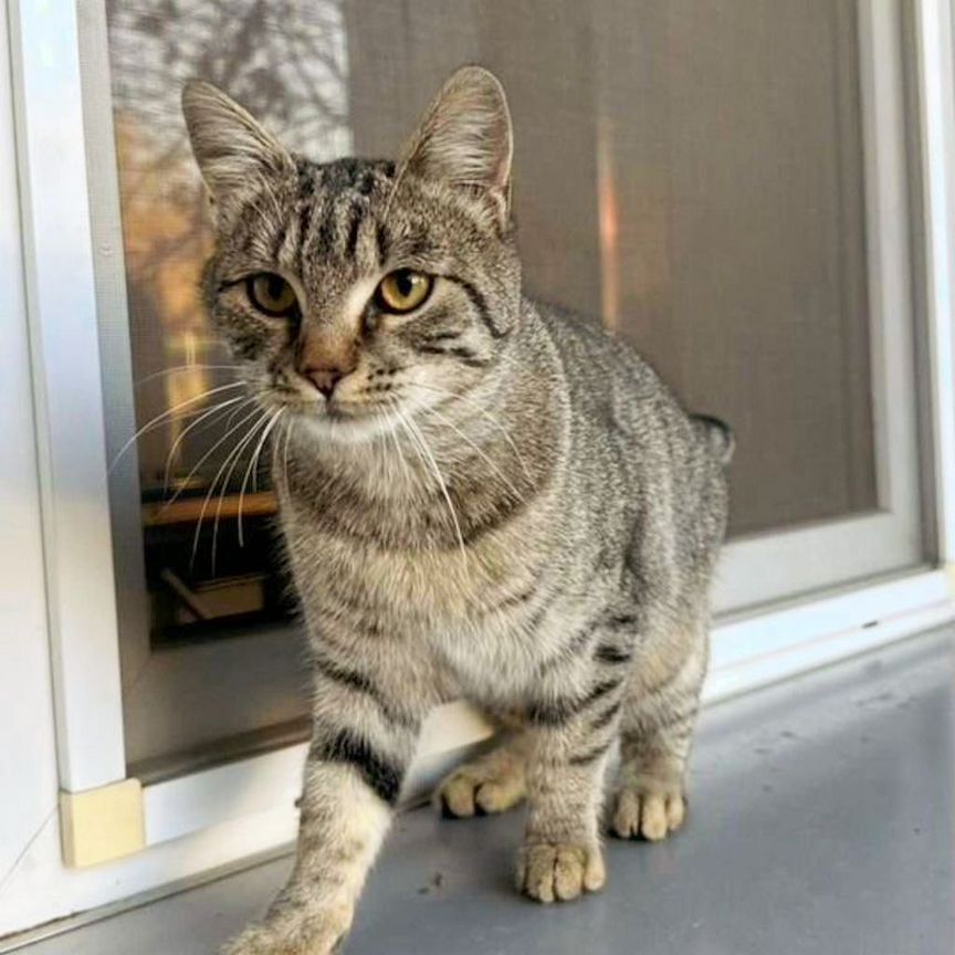 Котик ищет дом