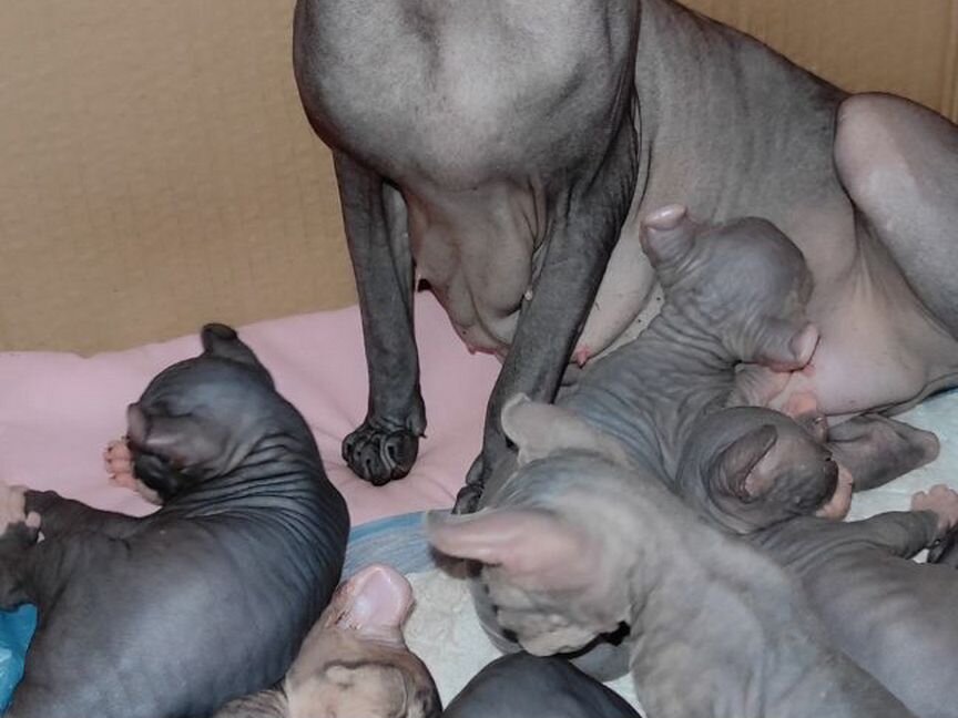 Эльфы котенок