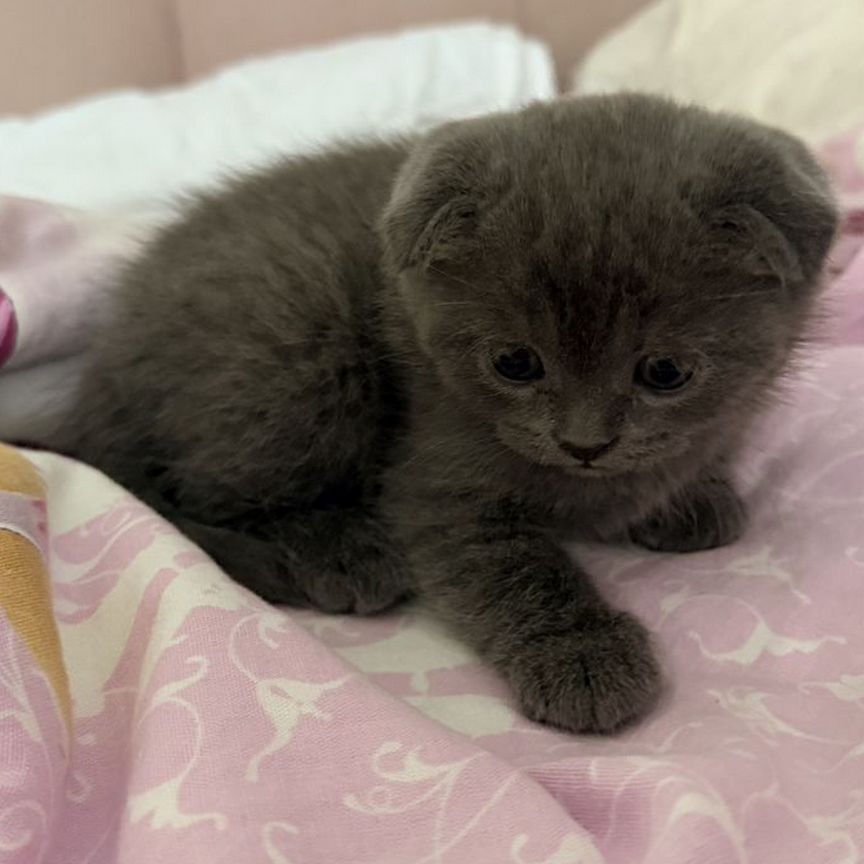 Шотландский вислоухий длинношёрстный котёнок