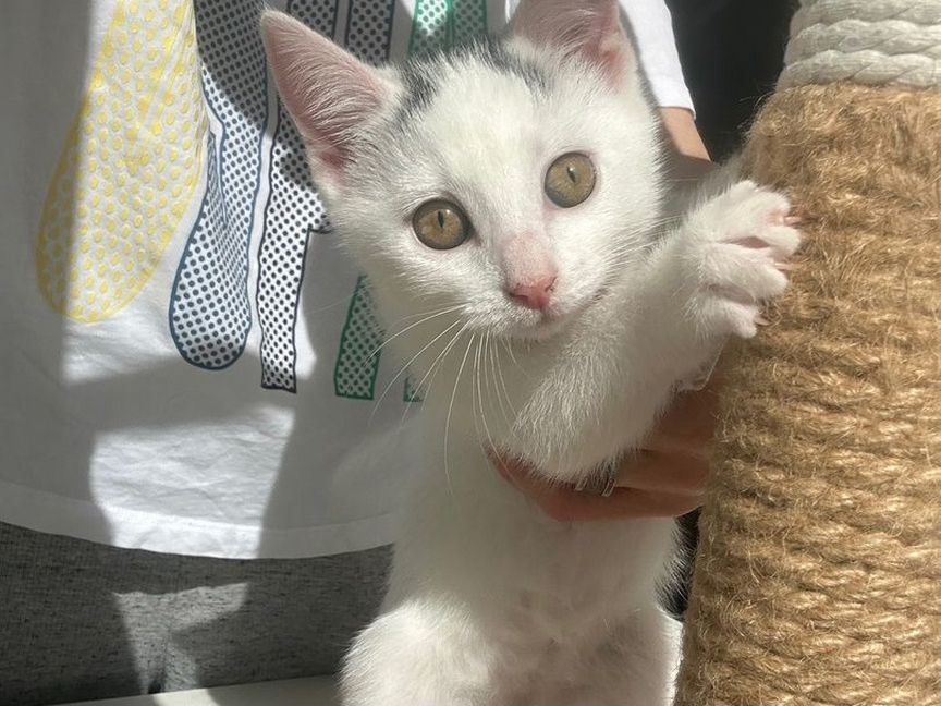 Маленькая красивая девочка Тейя 2,5 мес ищет дом