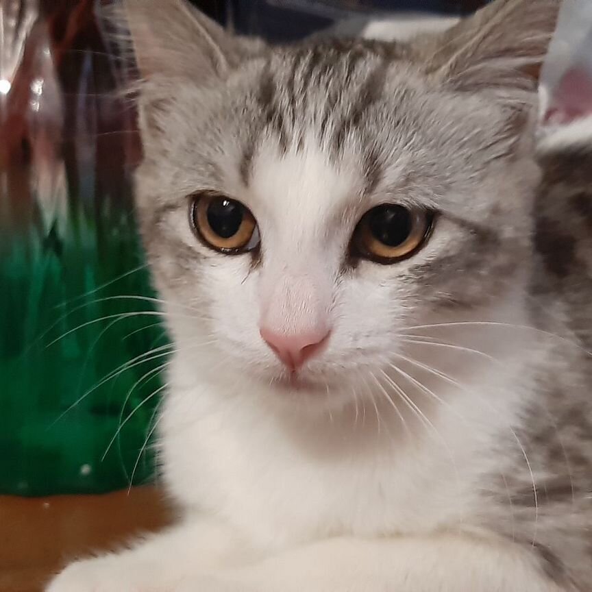Девочка котенок 4мес