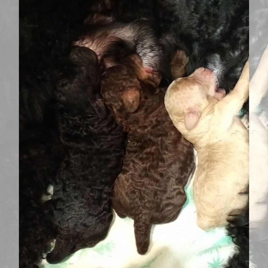 Миниатюрный пудель щенки