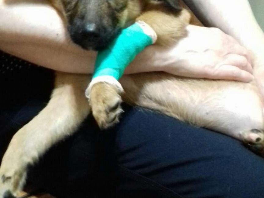 Щенок девочка около 2.5мес