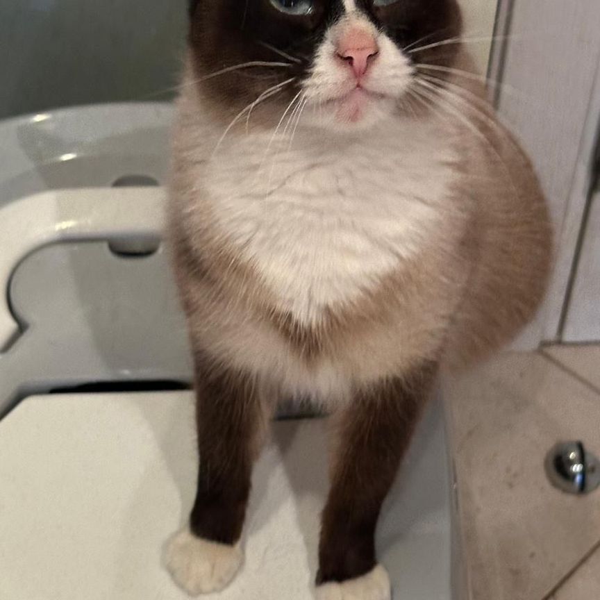 Кошечка сноу-шу