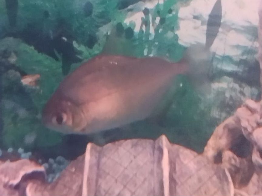 Аквариумные рыбки