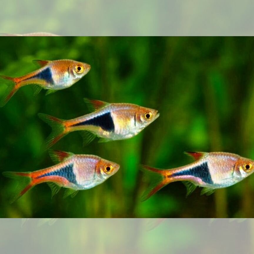 Расбора клинопятнистая