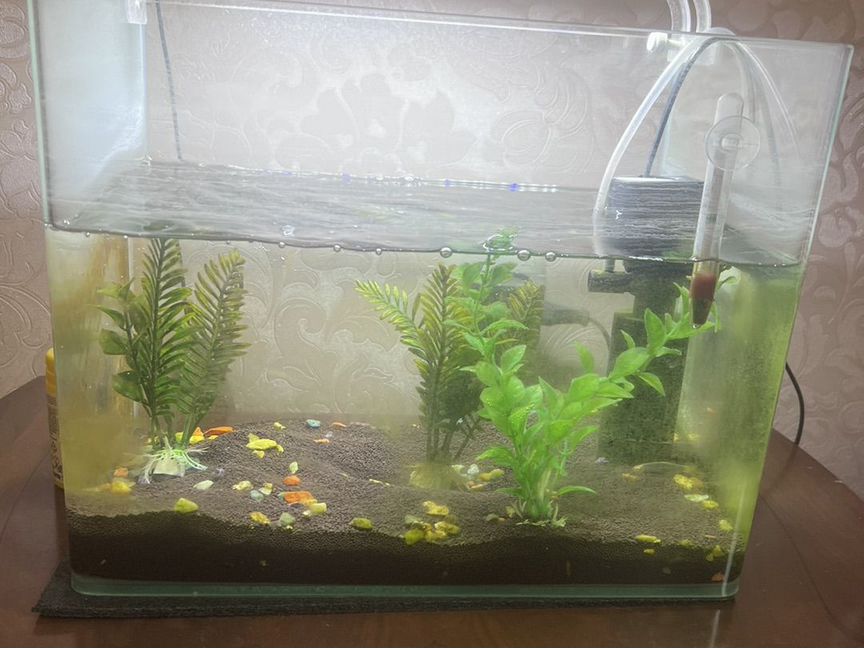 Аквариум с рыбками бесплатно