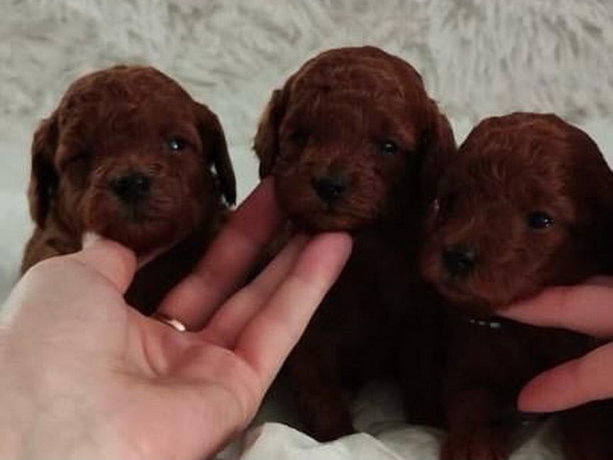 Малыши от тикапов из Китая