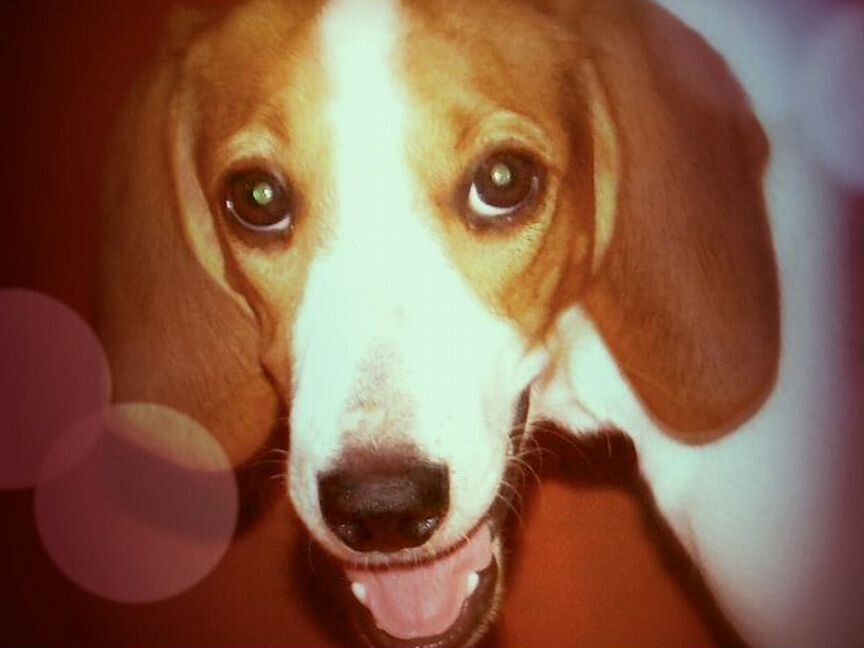 Отдам в добрые руки, эстонская гончая(10л)